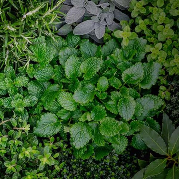 Herbs – DOMA